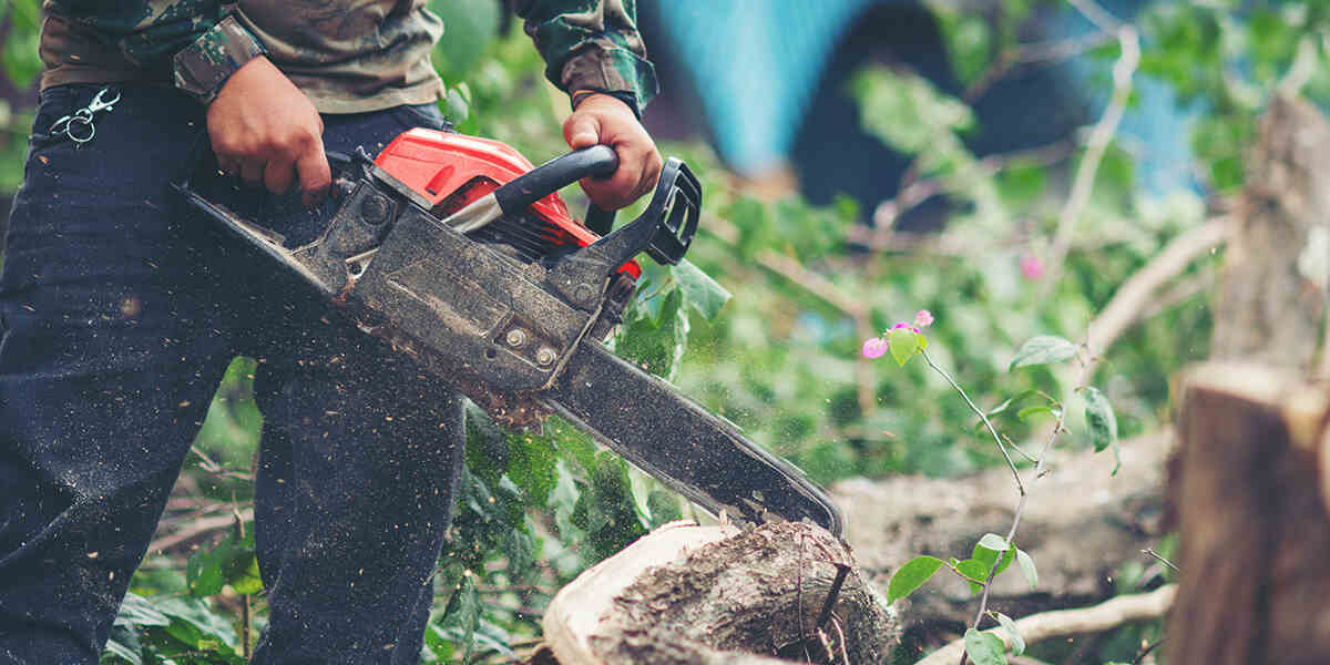 DIY Tree Removal - Is It a Safe Option for Everyone?