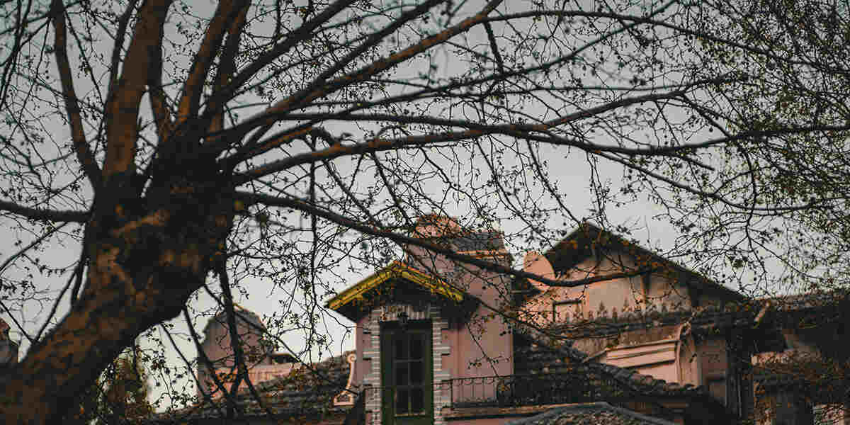 Tree Branches Hanging Over Roof - What to Do Now